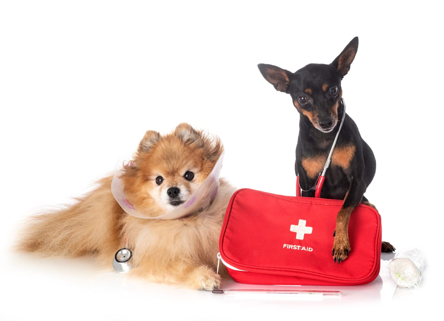 Essential Pet First-Aid Tips Every Owner Should Know - Ansede Animal ...